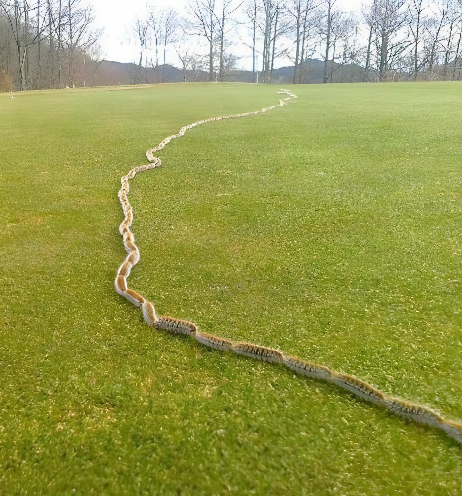 Valami furcsát vettem észre a fűben, először azt hittem, csak egy kötél ...